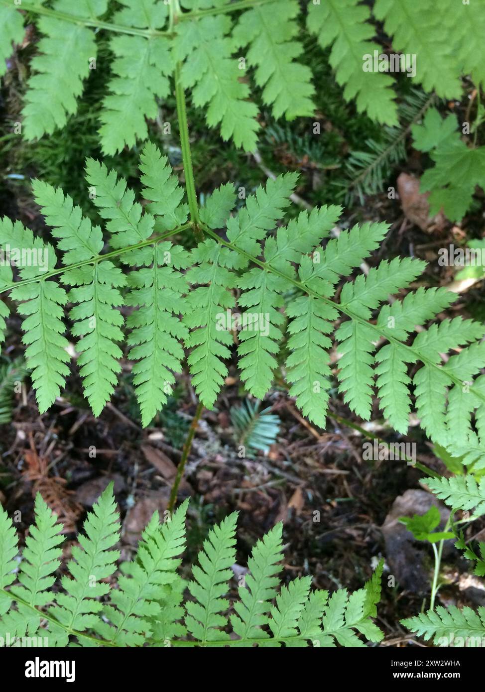 intermediate wood fern (Dryopteris intermedia) Plantae Stock Photo - Alamy