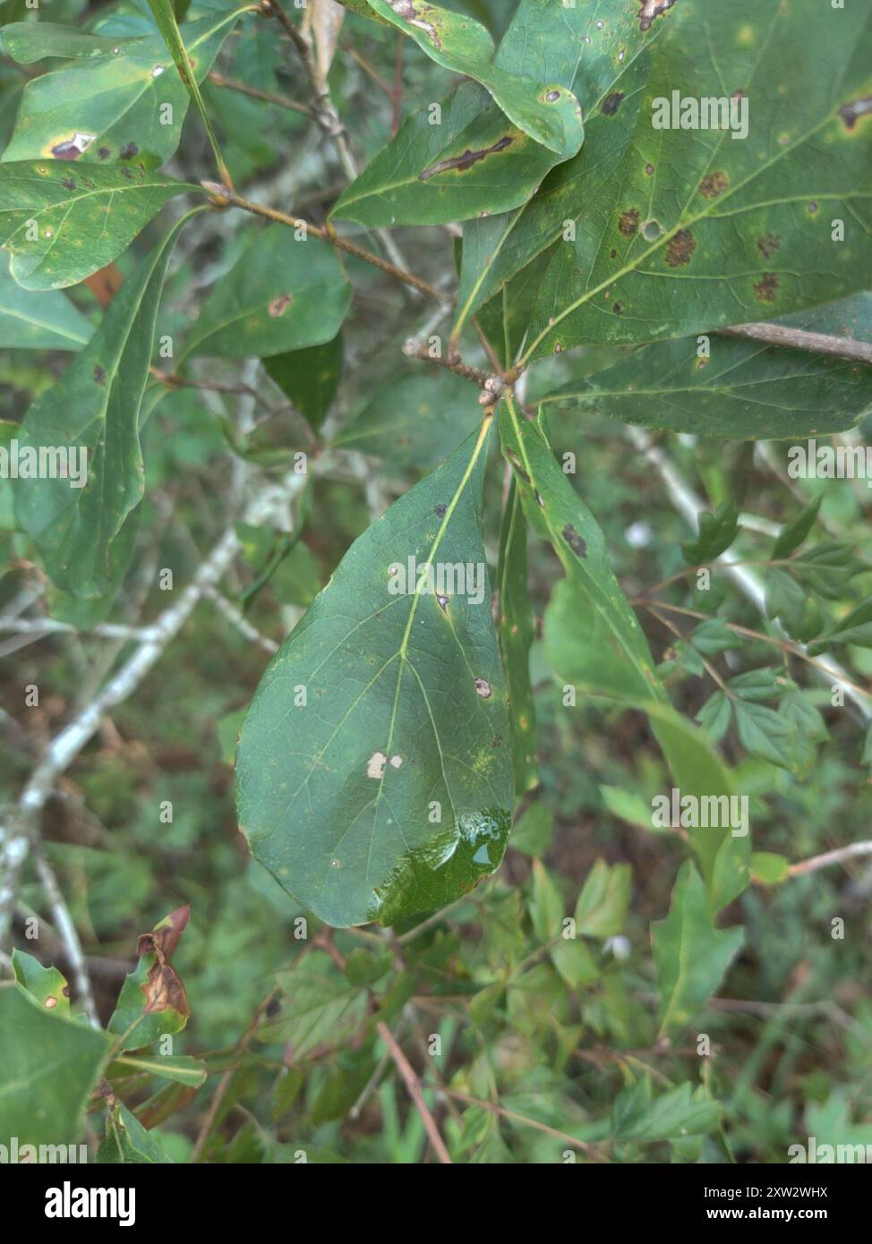 water oak (Quercus nigra) Plantae Stock Photo - Alamy