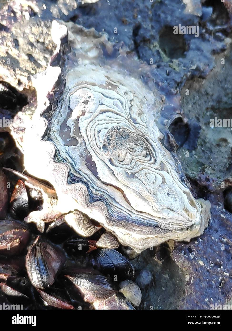 Pacific Oyster (Magallana gigas) Mollusca Stock Photo - Alamy