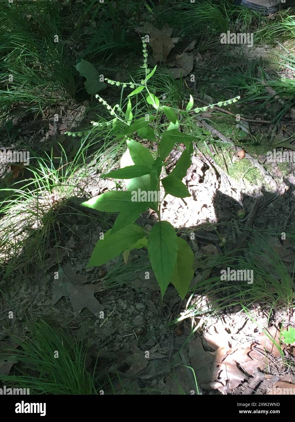 virginia stickseed (Hackelia virginiana) Plantae Stock Photo - Alamy