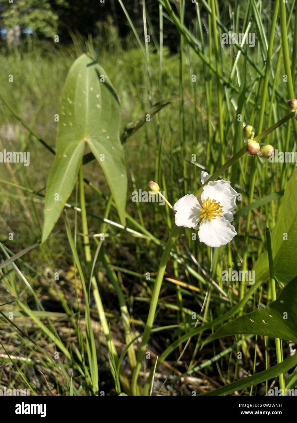 broadleaf arrowhead (Sagittaria latifolia) Plantae Stock Photo - Alamy