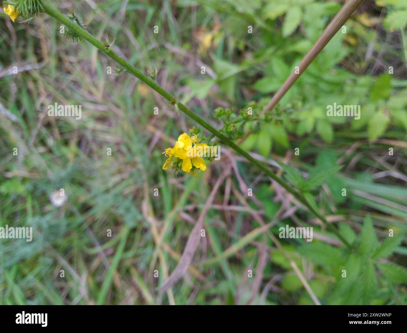 common agrimony (Agrimonia eupatoria) Plantae Stock Photo - Alamy