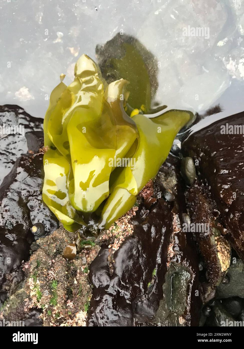 Iridescent Algae (Mazzaella) Plantae Stock Photo - Alamy