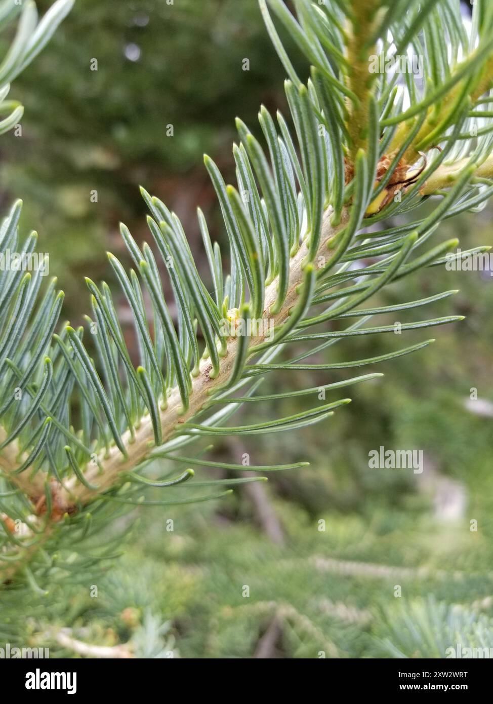 subalpine fir (Abies lasiocarpa) Plantae Stock Photo - Alamy