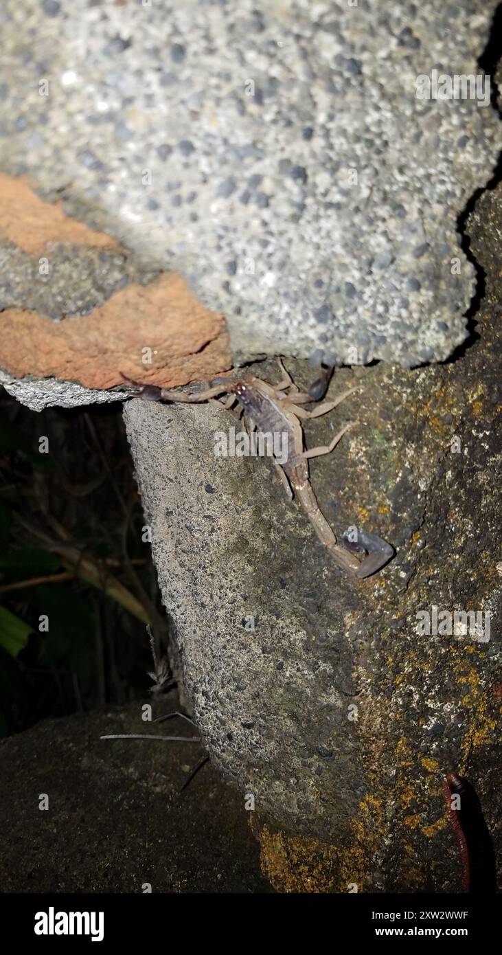 Edward's Bark Scorpion (Centruroides edwardsii) Arachnida Stock Photo ...