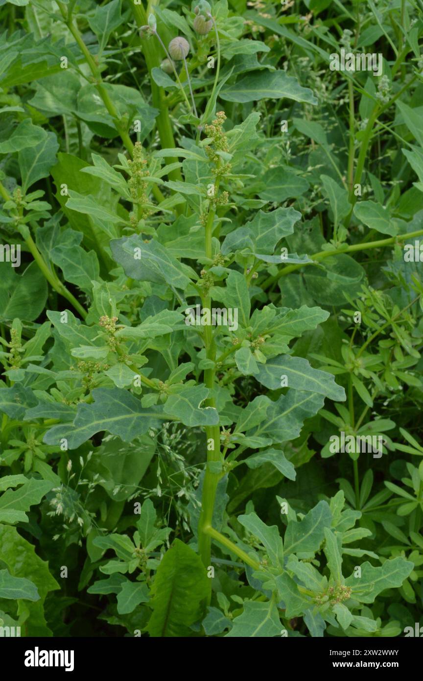 oak-leaved goosefoot (Oxybasis glauca) Plantae Stock Photo - Alamy