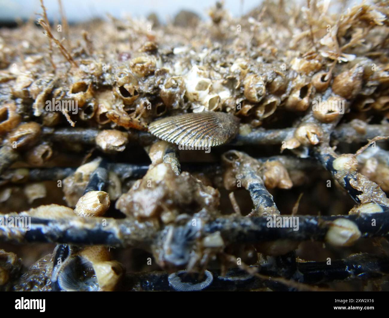 Hooked Mussel (Ischadium recurvum) Mollusca Stock Photo - Alamy