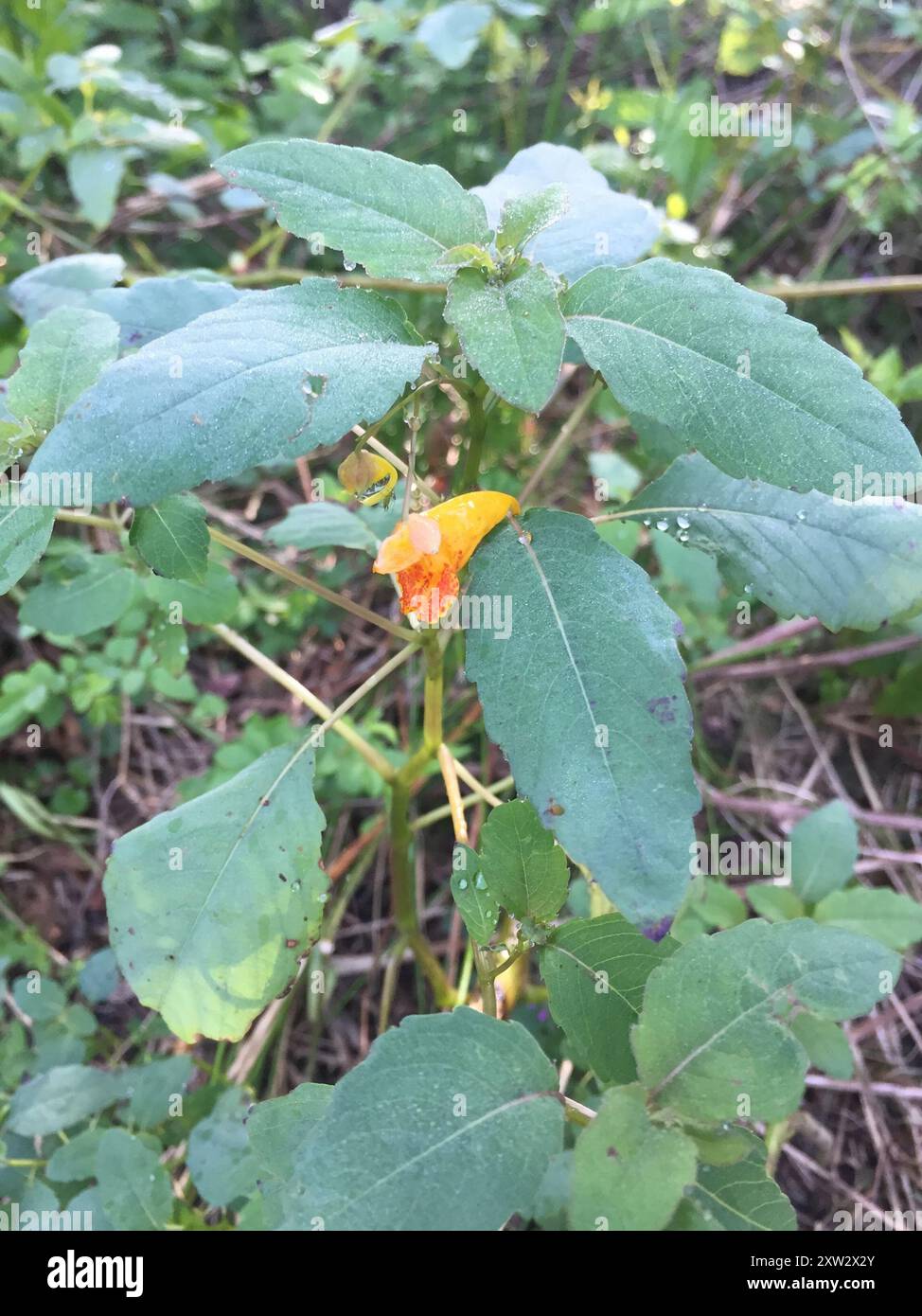 common jewelweed (Impatiens capensis) Plantae Stock Photo - Alamy