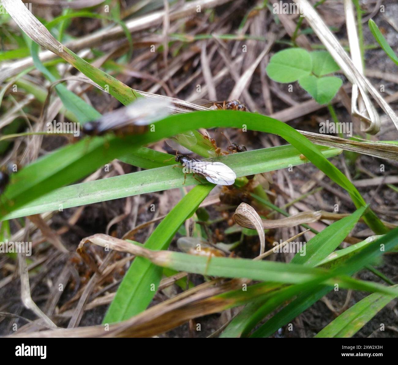 Citronella Ants, Fuzzy Ants, and Allies (Lasius) Insecta Stock Photo ...