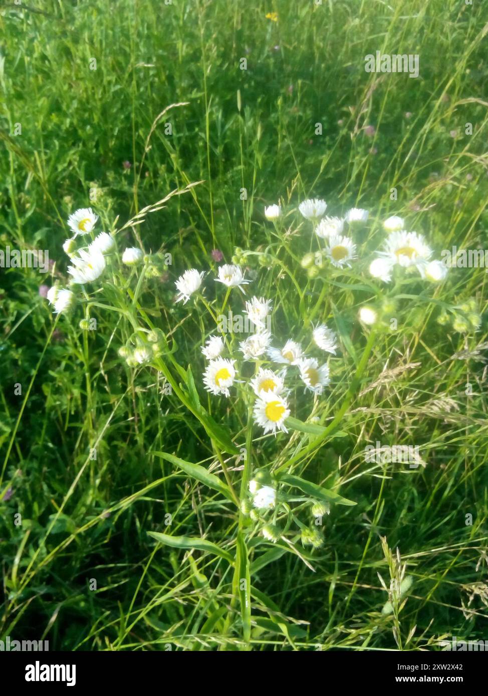 annual fleabane (Erigeron annuus) Plantae Stock Photo - Alamy