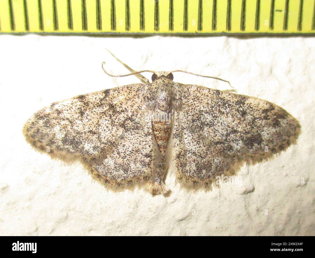 Geometer Moths (Geometridae) Insecta Stock Photo - Alamy
