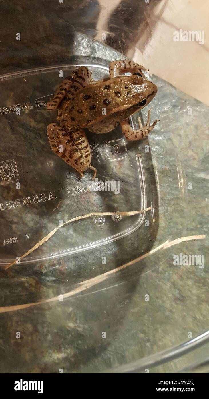 California Red-legged Frog (Rana draytonii) Amphibia Stock Photo - Alamy