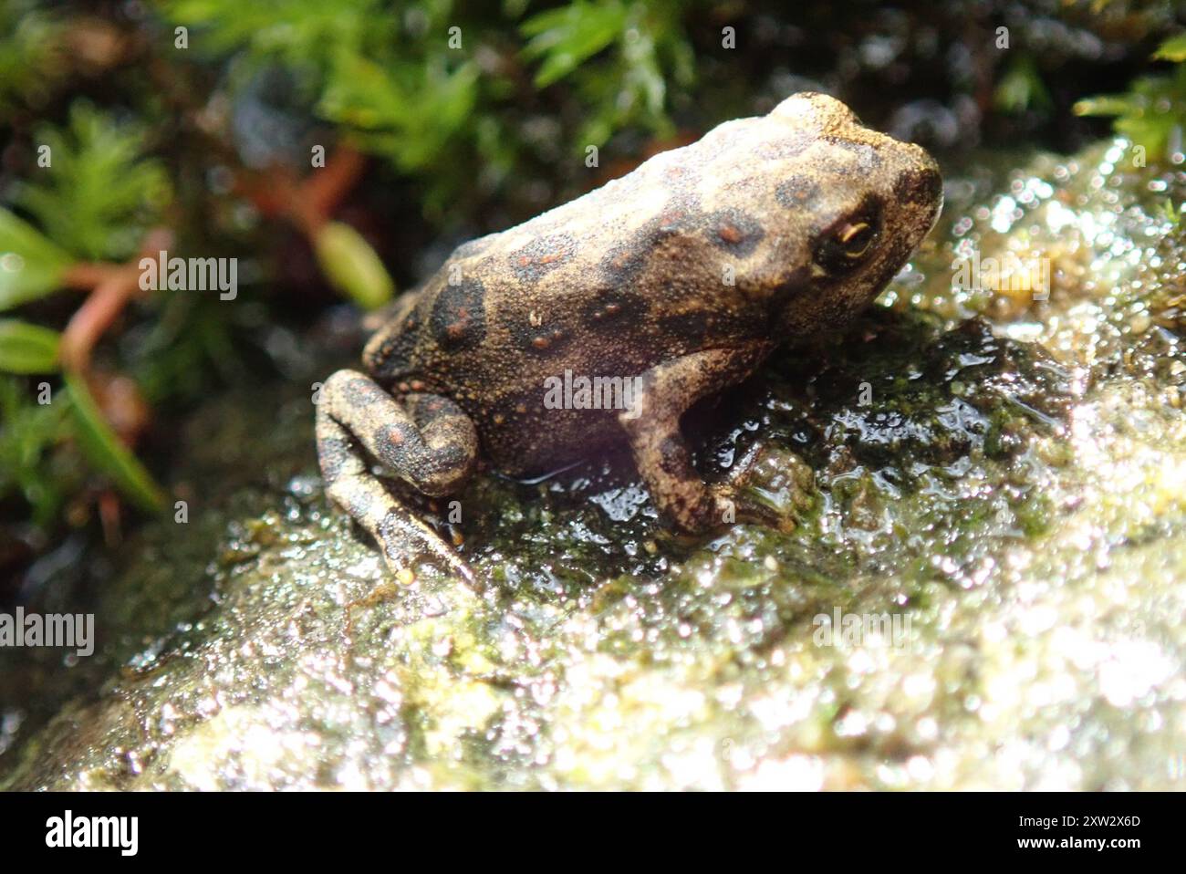 Western Toad (Anaxyrus boreas) Amphibia Stock Photo - Alamy