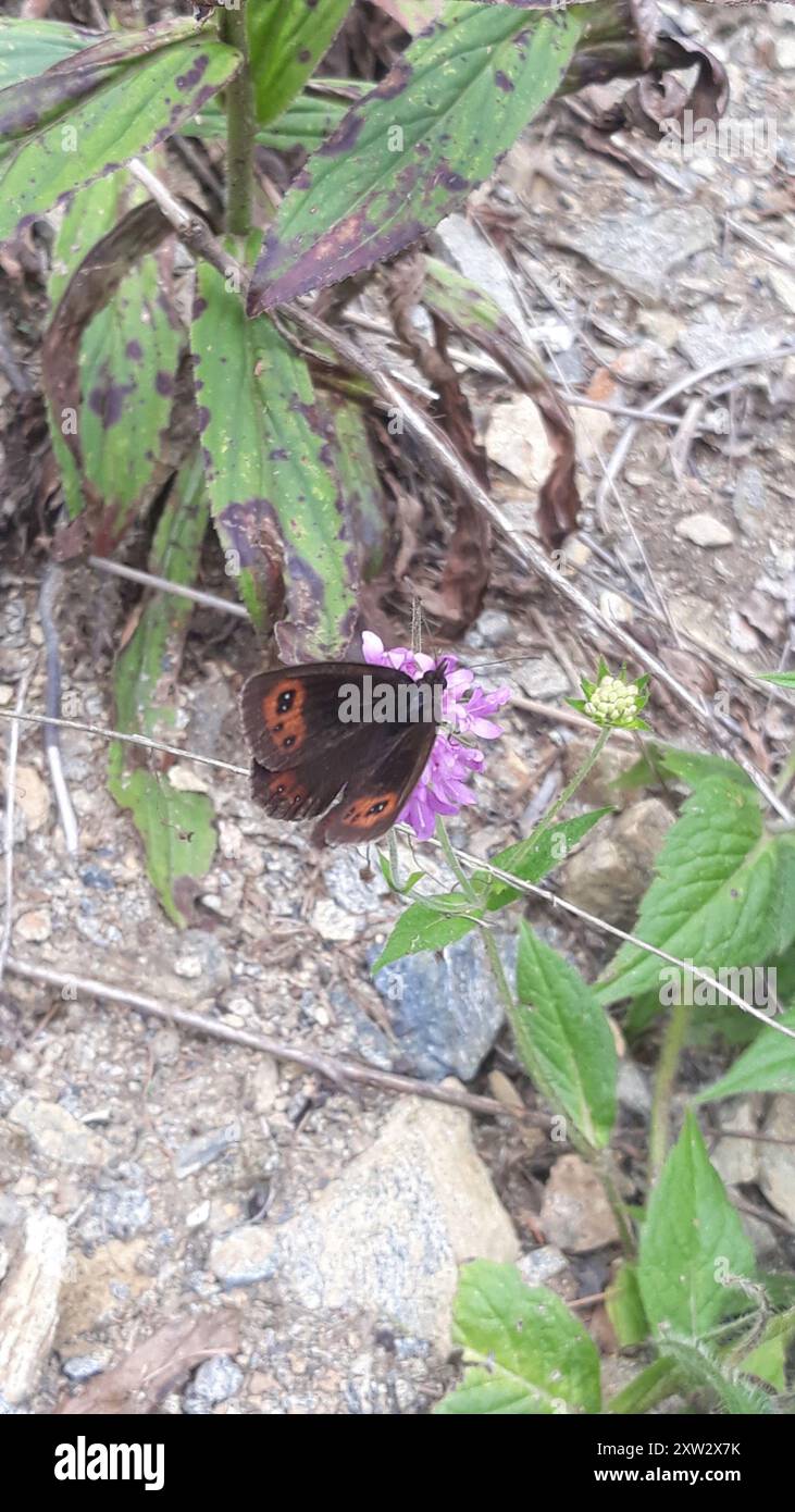 Scotch Argus (Erebia aethiops) Insecta Stock Photo - Alamy