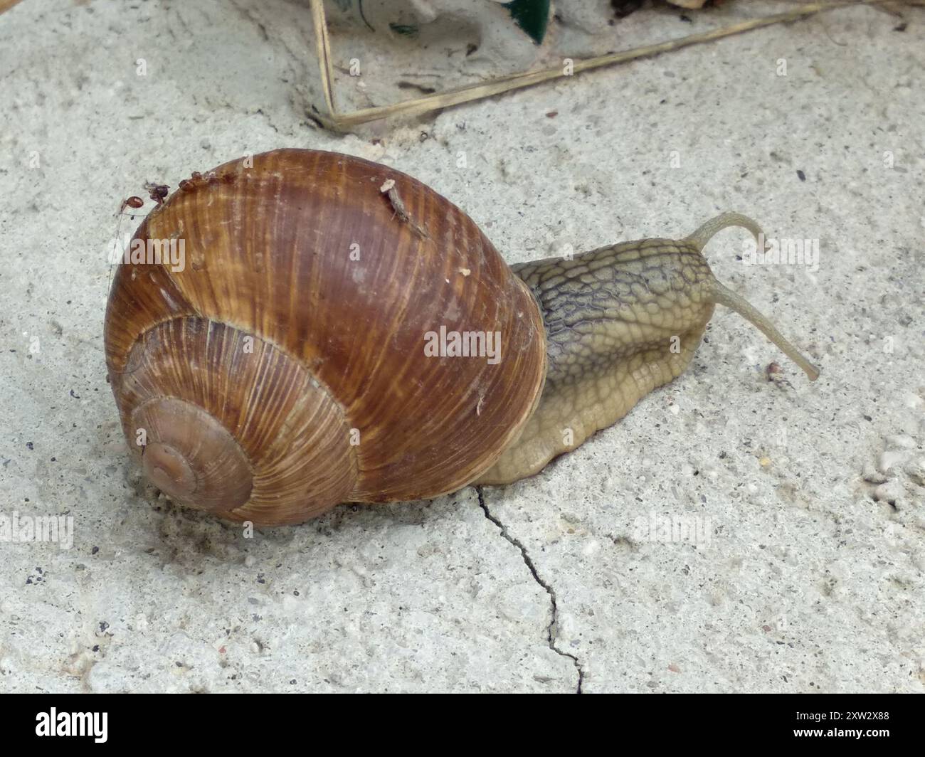 Roman Snail (Helix pomatia) Mollusca Stock Photo - Alamy