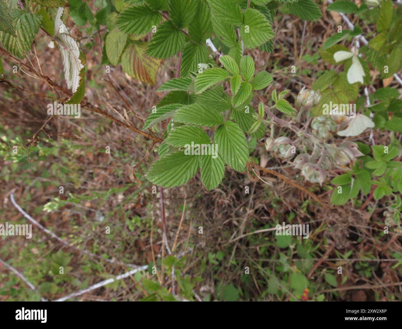 Ceylon Raspberry (Rubus niveus) Plantae Stock Photo - Alamy