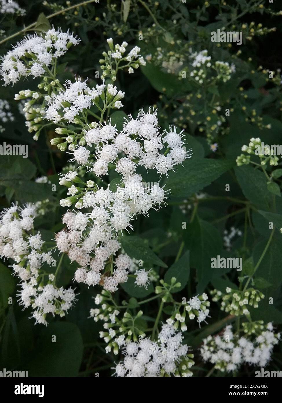 white snakeroot (Ageratina altissima) Plantae Stock Photo - Alamy