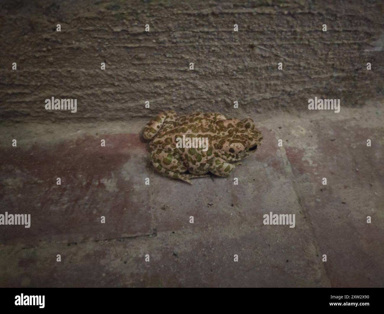 Balearic Green Toad (Bufotes viridis balearicus) Amphibia Stock Photo ...