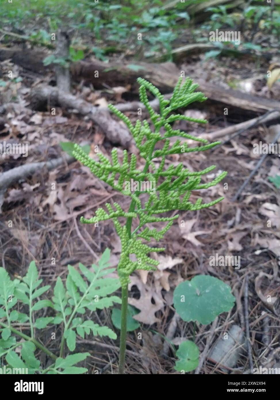 Cutleaf Grapefern (Sceptridium dissectum) Plantae Stock Photo - Alamy