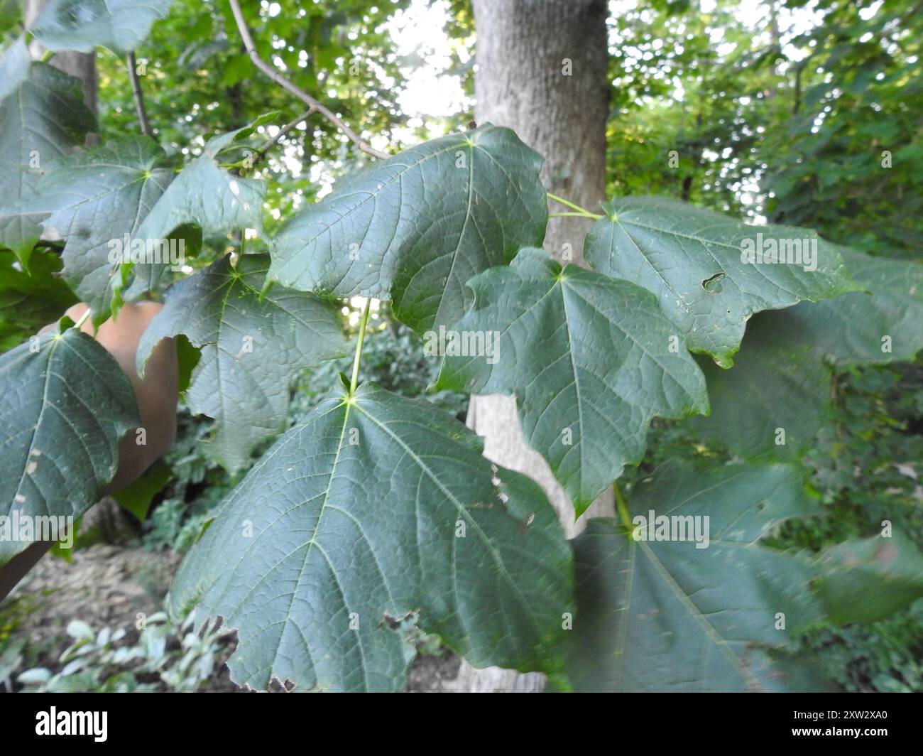 black maple (Acer nigrum) Plantae Stock Photo - Alamy