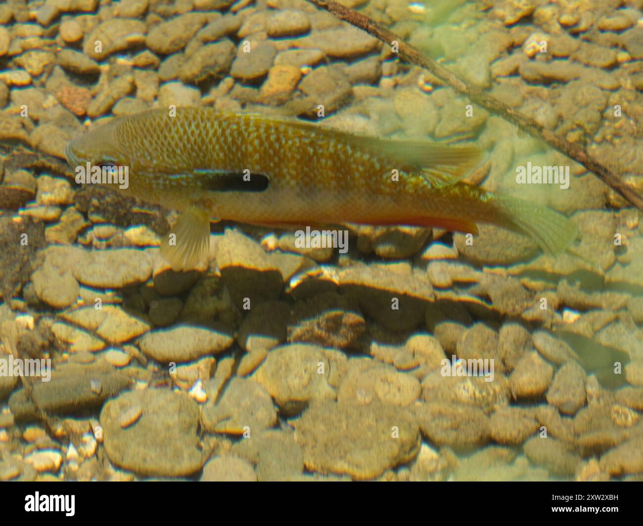 Longear Sunfish Complex (Lepomis megalotis) Actinopterygii Stock Photo ...