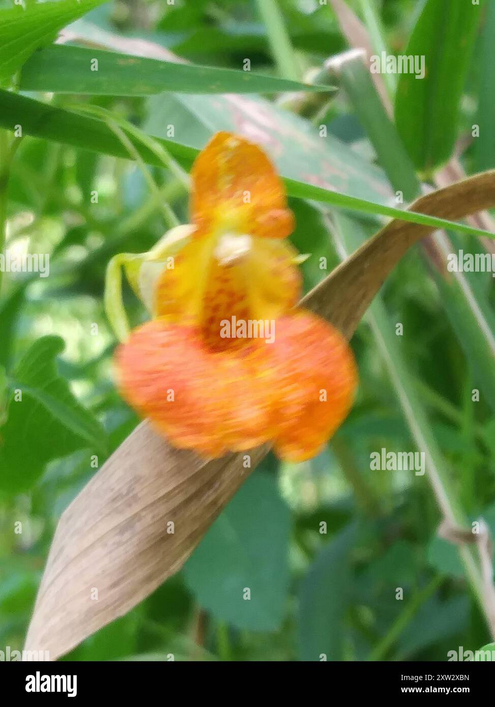 common jewelweed (Impatiens capensis) Plantae Stock Photo - Alamy
