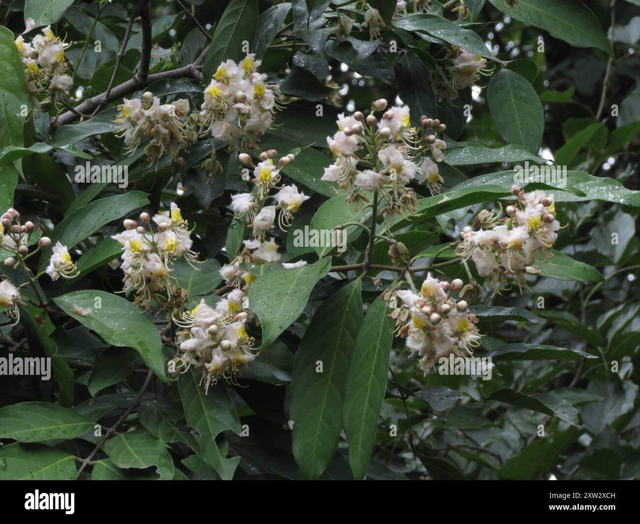 Hiptage (Hiptage benghalensis) Plantae Stock Photo - Alamy