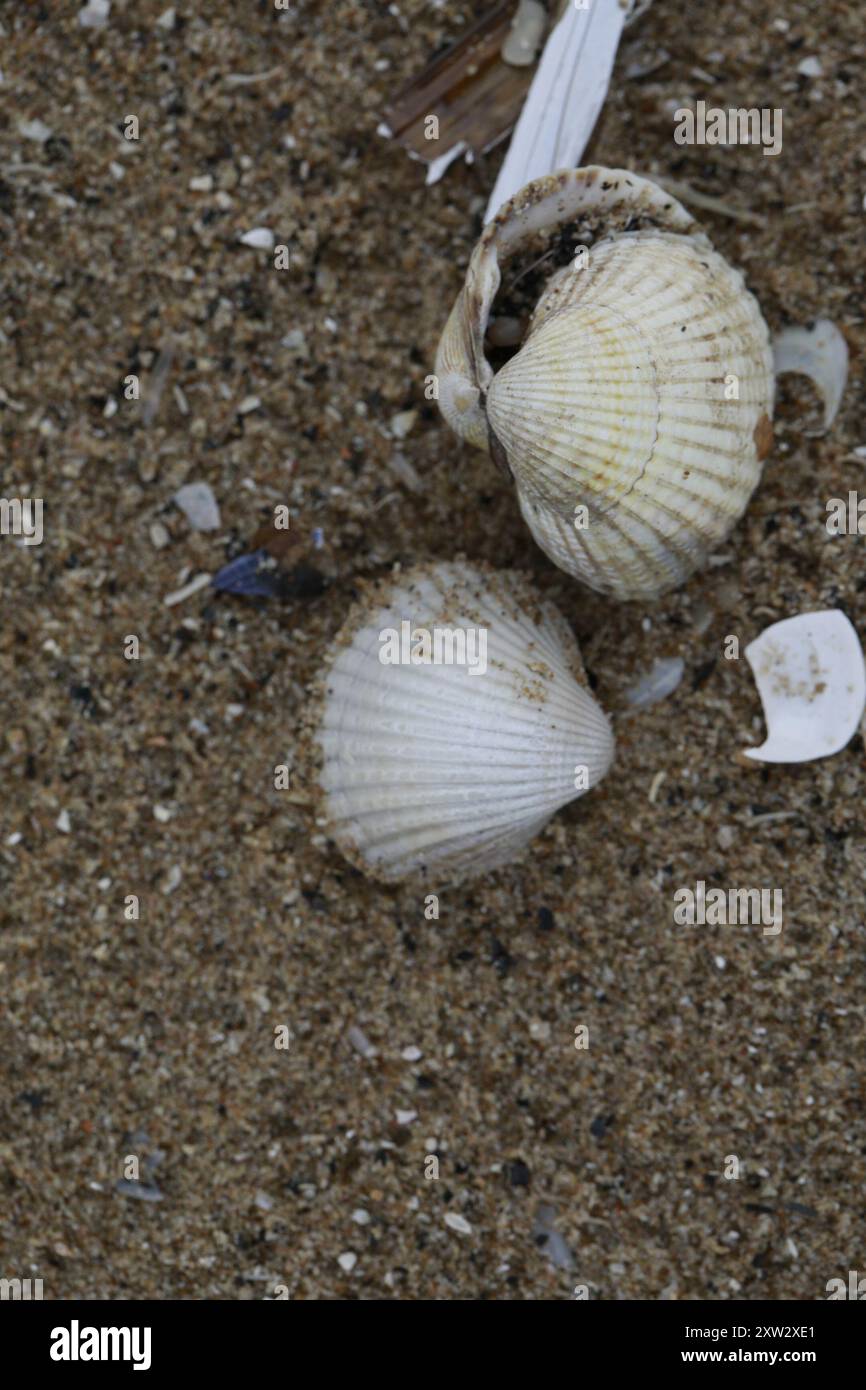 Common Cockle (Cerastoderma edule) Mollusca Stock Photo - Alamy