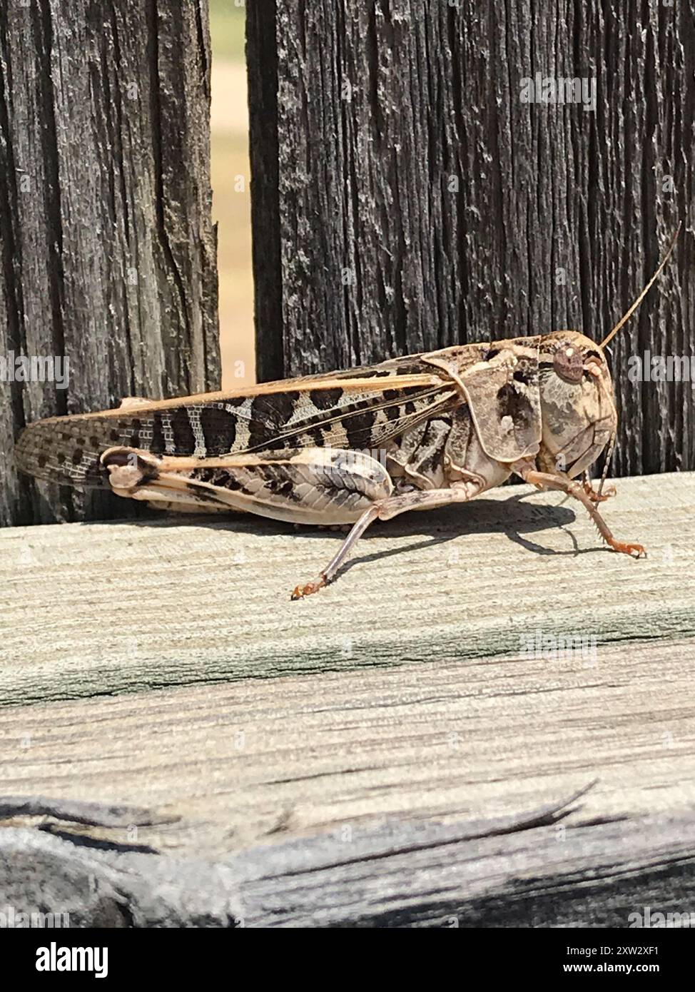 Wrinkled Grasshopper (Hippiscus ocelote) Insecta Stock Photo - Alamy