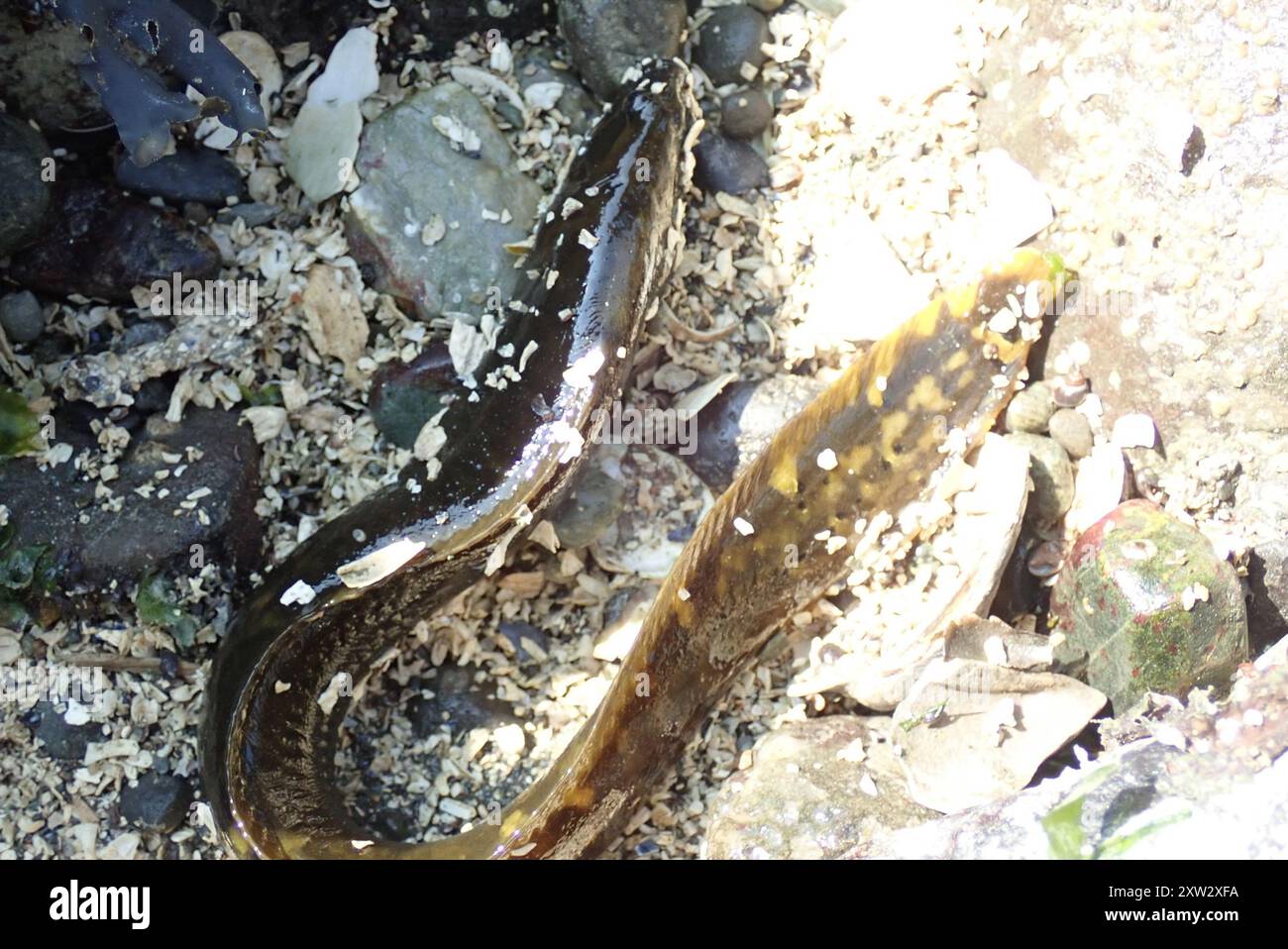 Rock Eel (Xiphister mucosus) Actinopterygii Stock Photo - Alamy