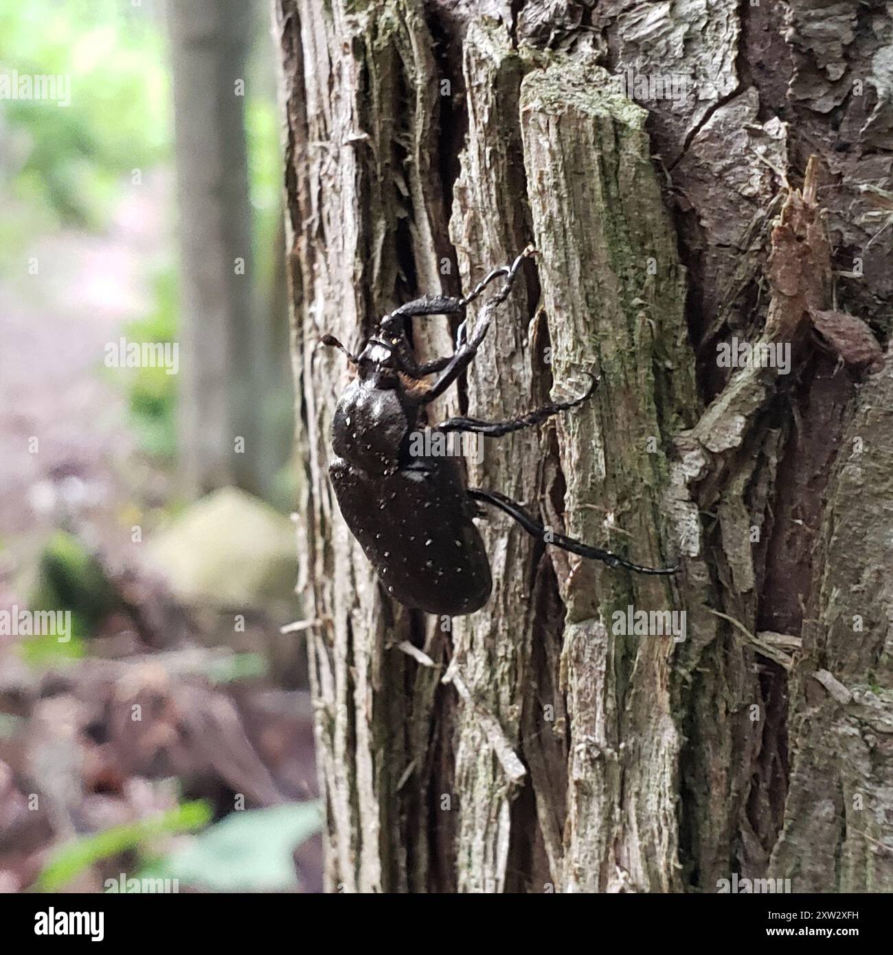 Typical Hermit Beetles (Osmoderma) Insecta Stock Photo - Alamy