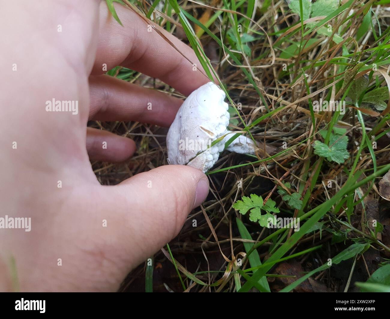 Hypocreaceae hi-res stock photography and images - Alamy