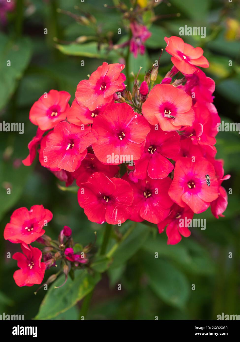 RFragrant red flowers of the hardy border perennial, Phlox paniculata ...