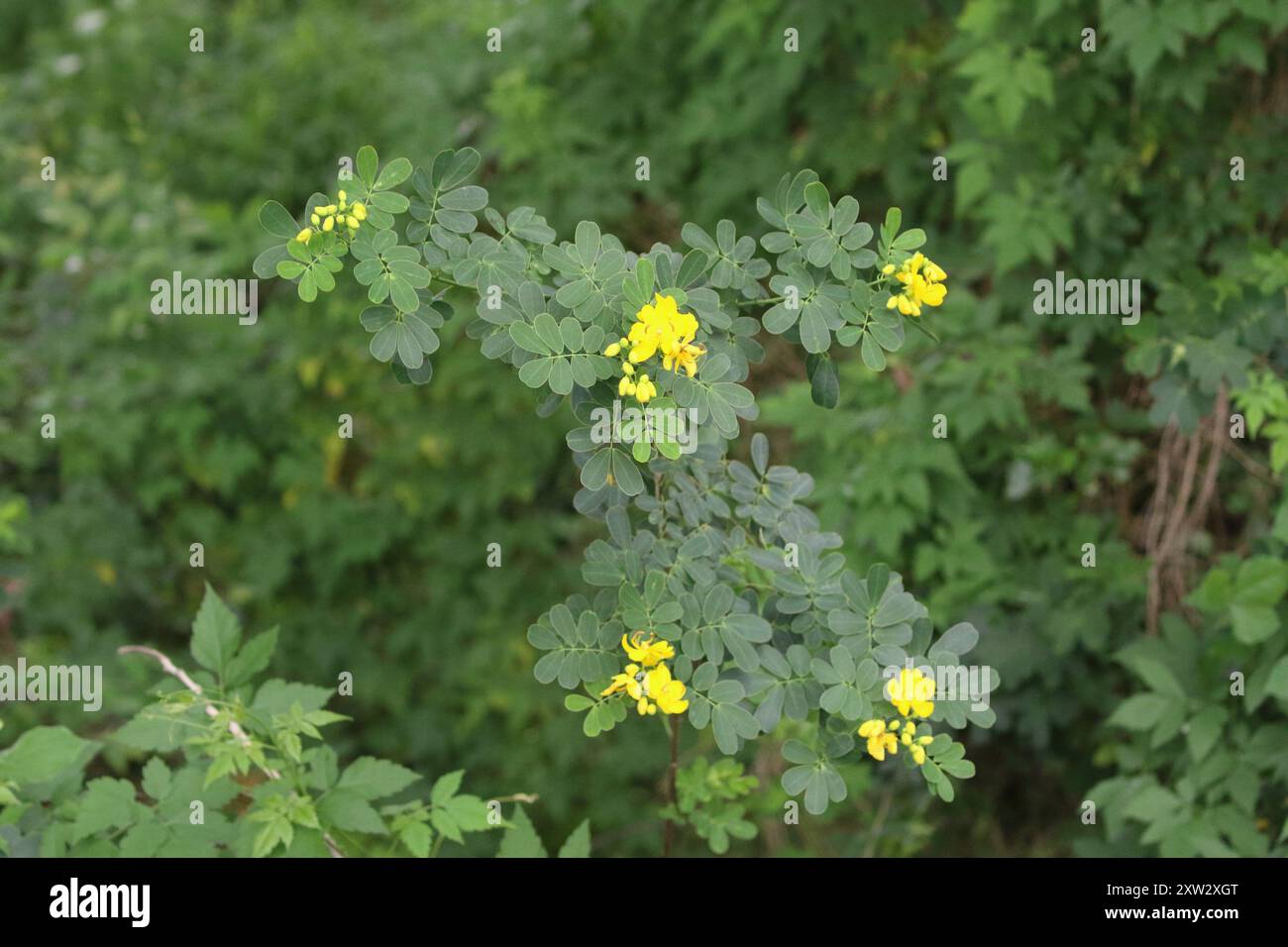 Easter Cassia (Senna pendula glabrata) Plantae Stock Photo - Alamy