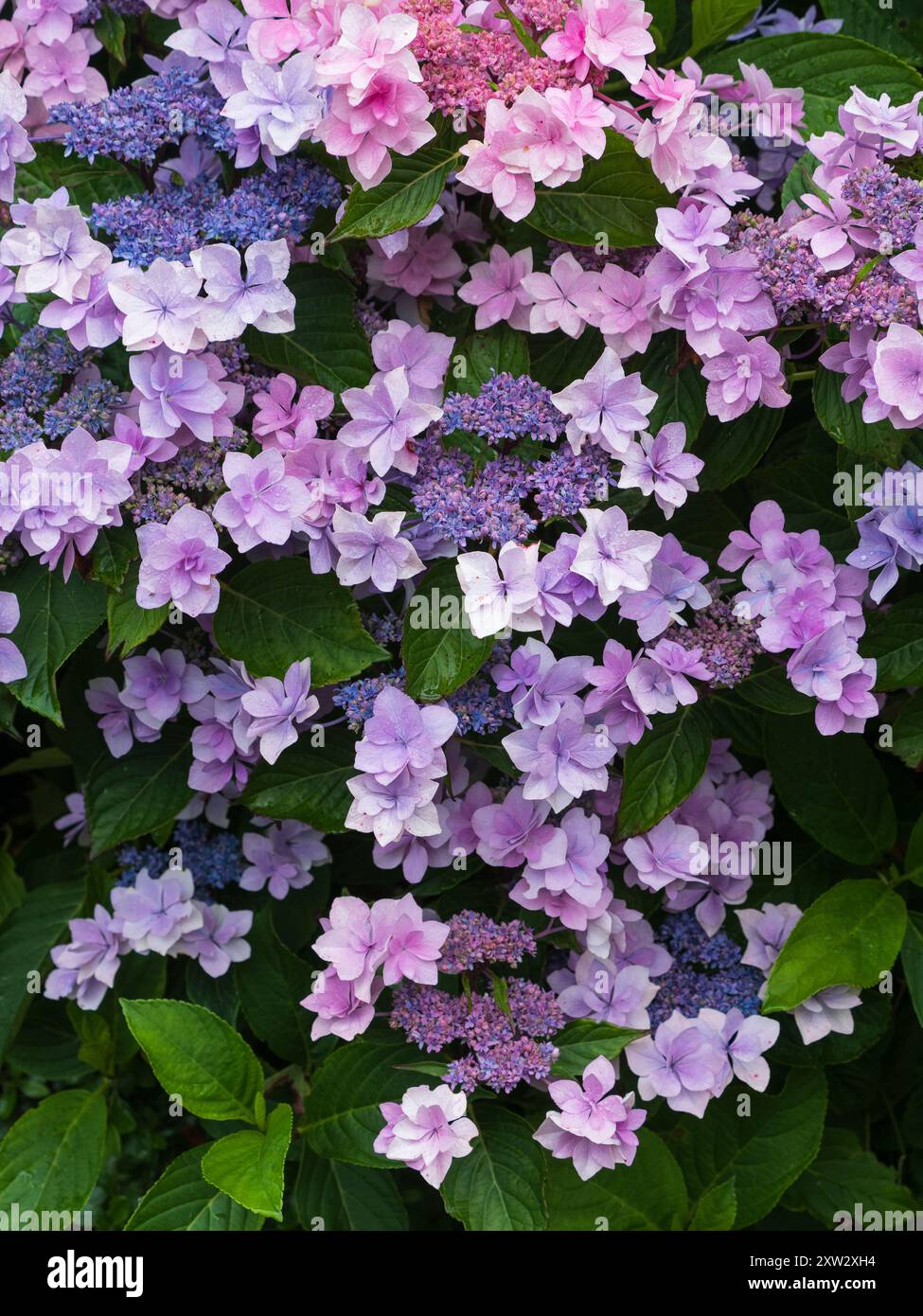 Hydrangea macrophylla 'Jogasaki', a lacecap variety with double sterile ...