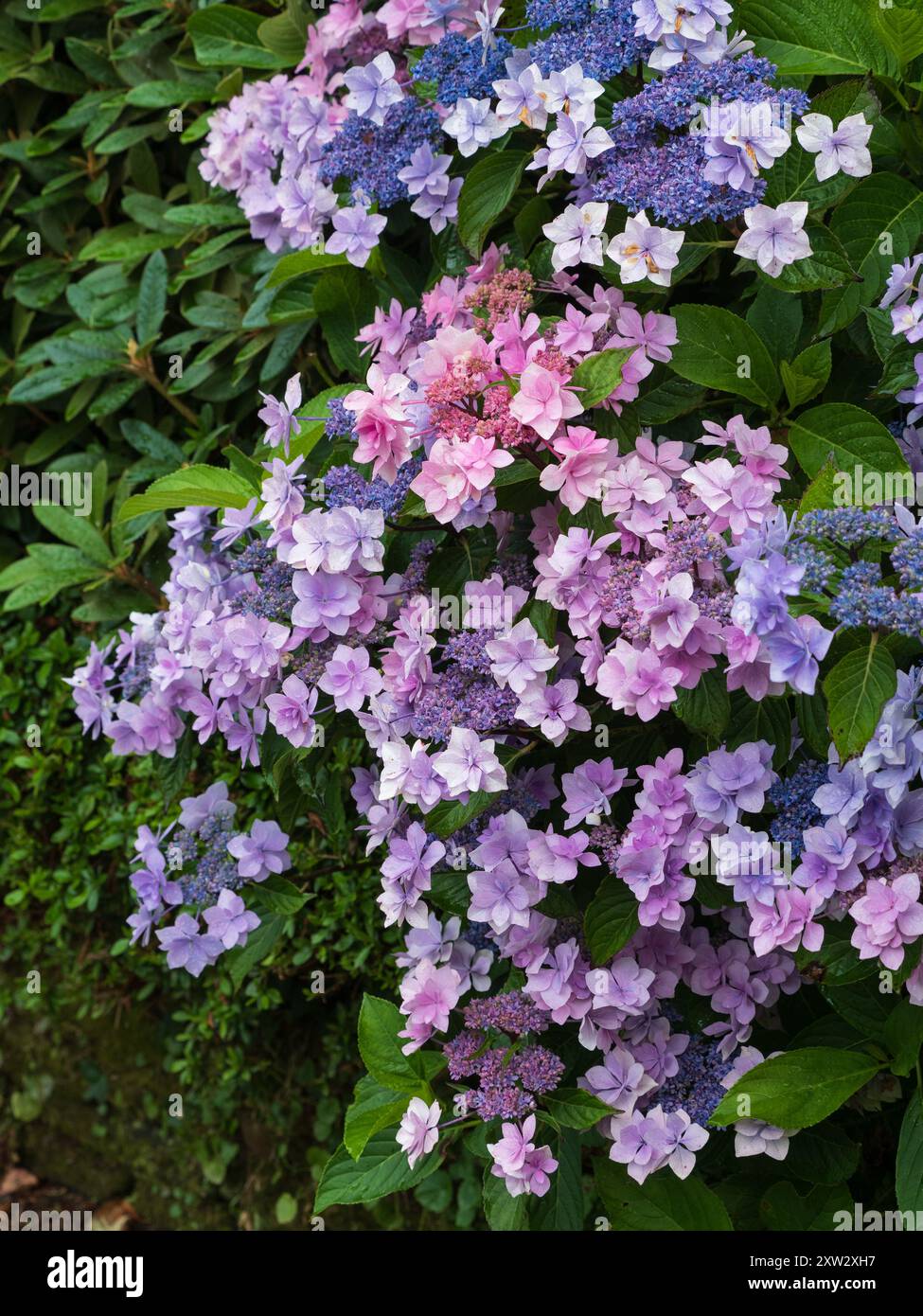 Hydrangea macrophylla 'Jogasaki', a lacecap variety with double sterile ...