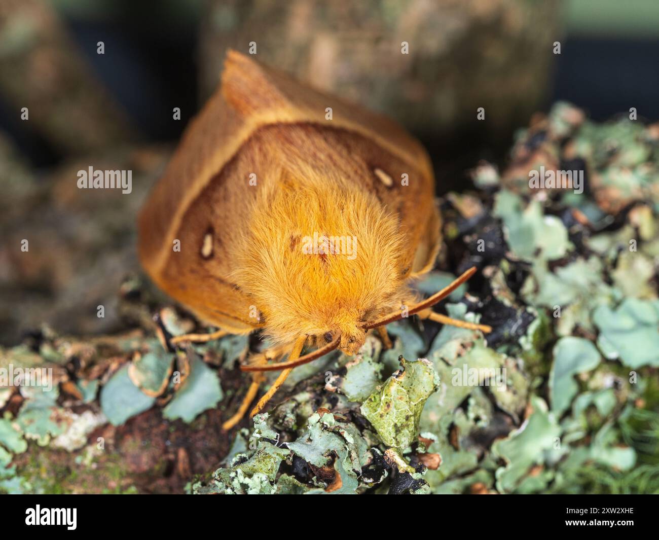Moth lasiocampa quercus hi-res stock photography and images - Alamy