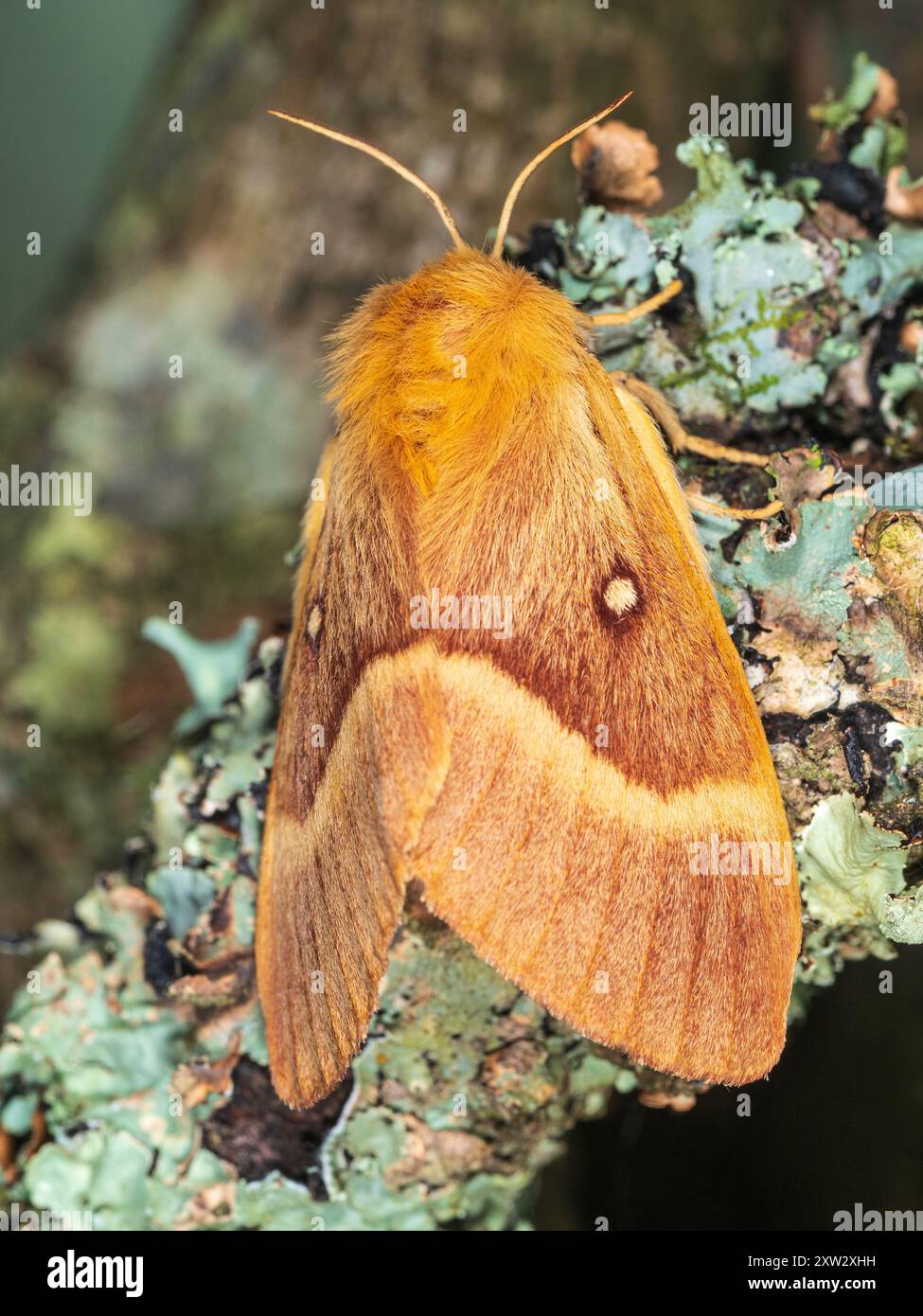 Male oak eggar moth hi-res stock photography and images - Alamy