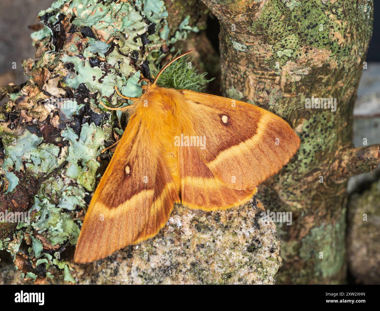 Adult male Oak Eggar moth, Lasiocampa quercus, a UK garden visitor ...