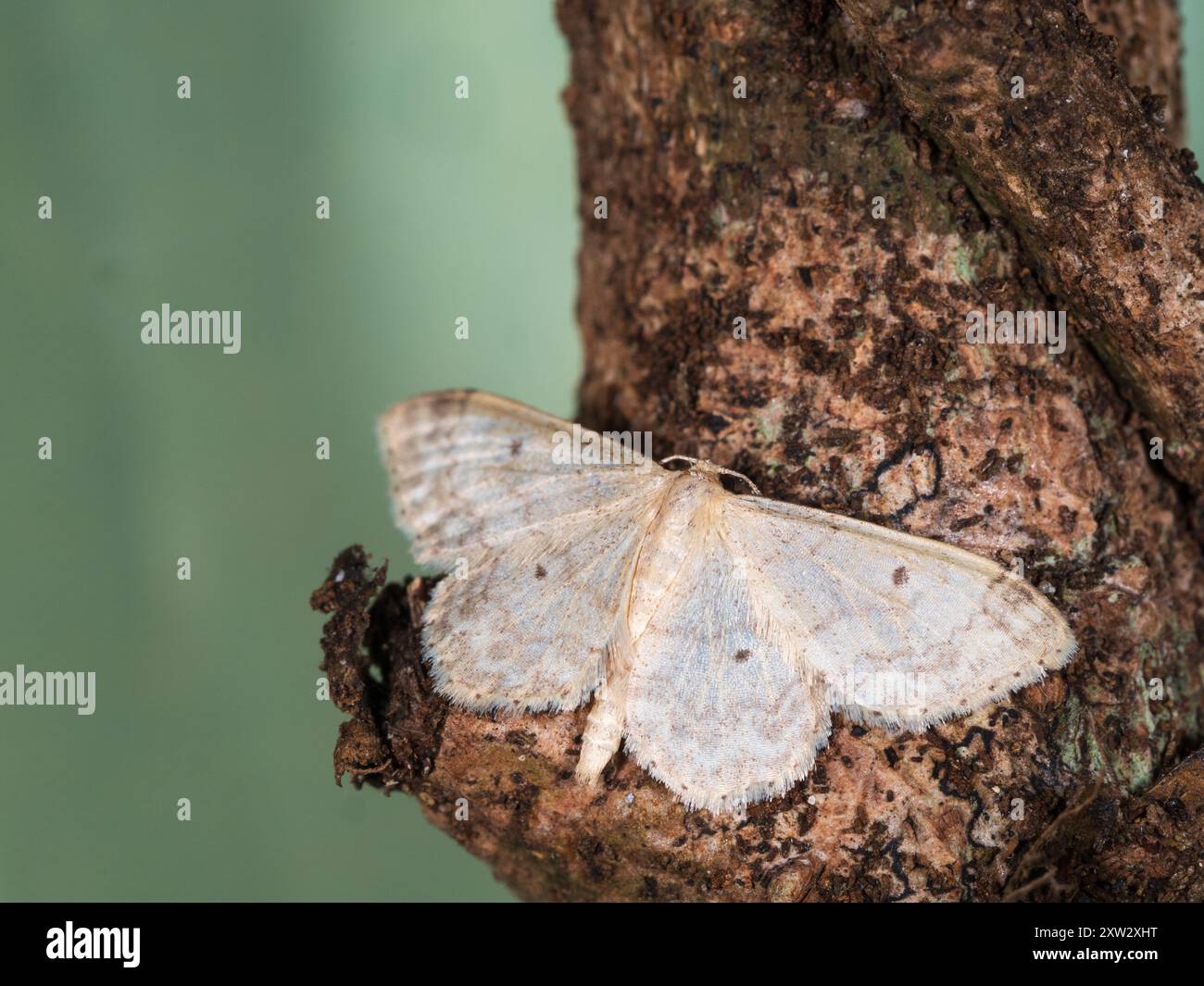 Resting pose with wings spread of the UK garden moth, Idaea biselata ...