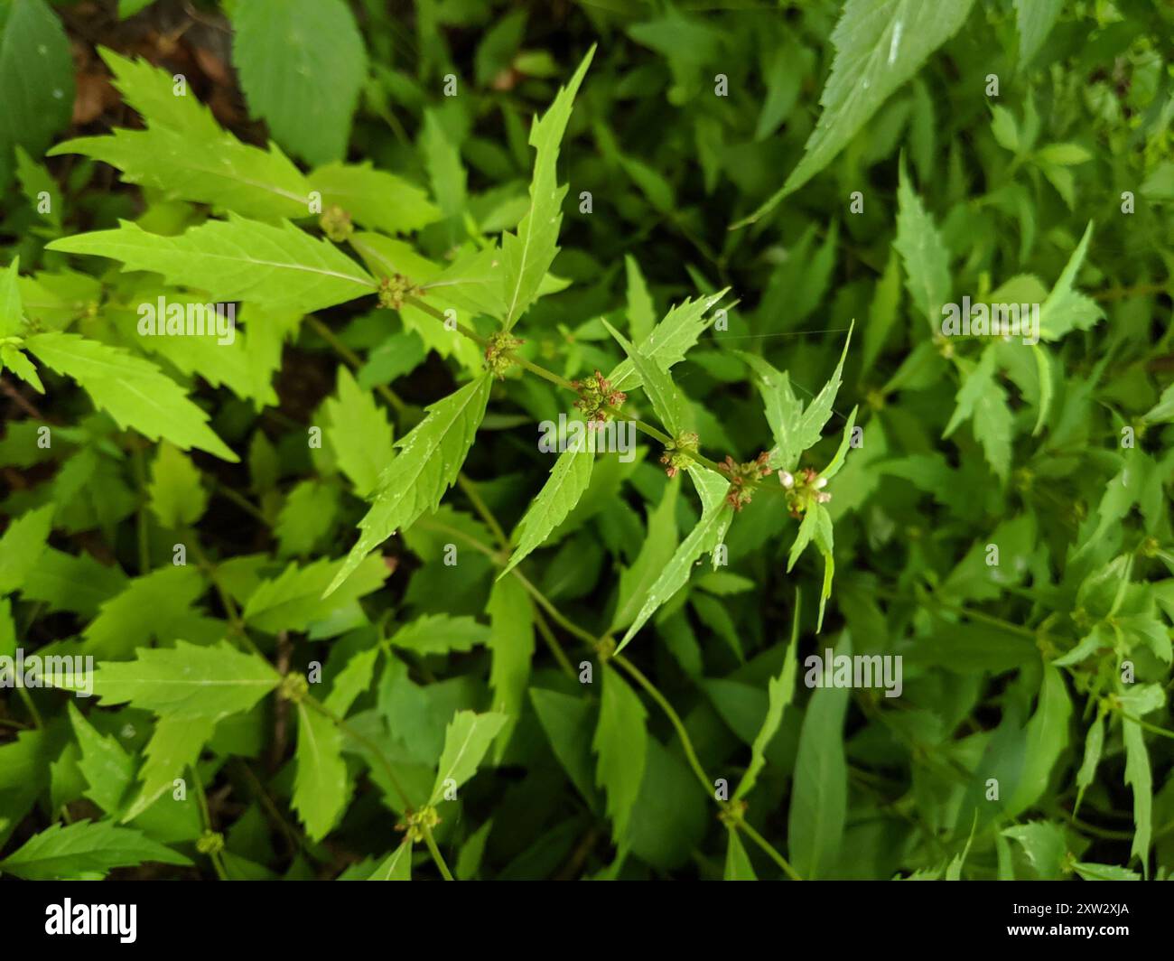 northern bugleweed (Lycopus uniflorus) Plantae Stock Photo - Alamy