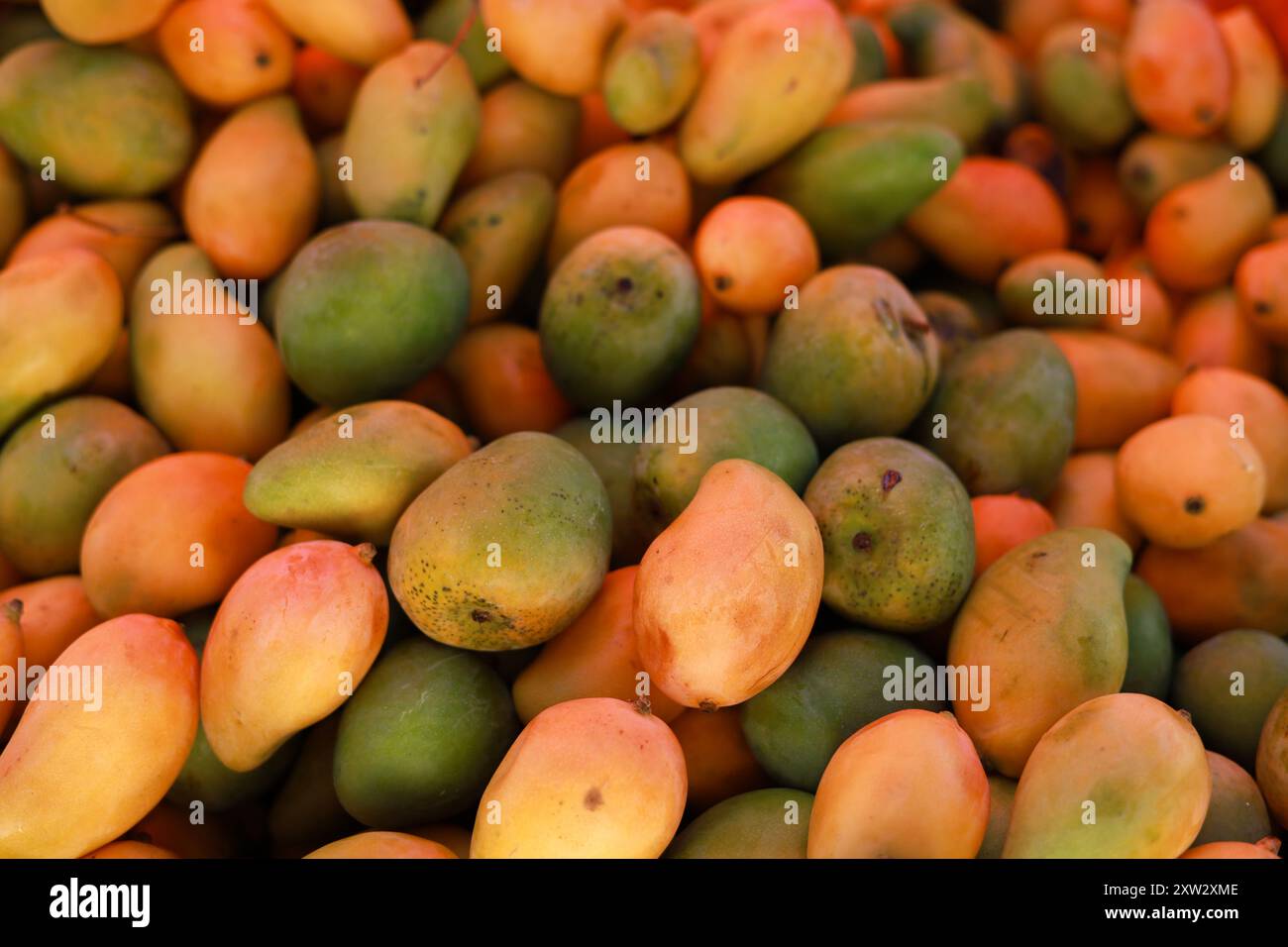 Mango tree goa india hi-res stock photography and images - Alamy