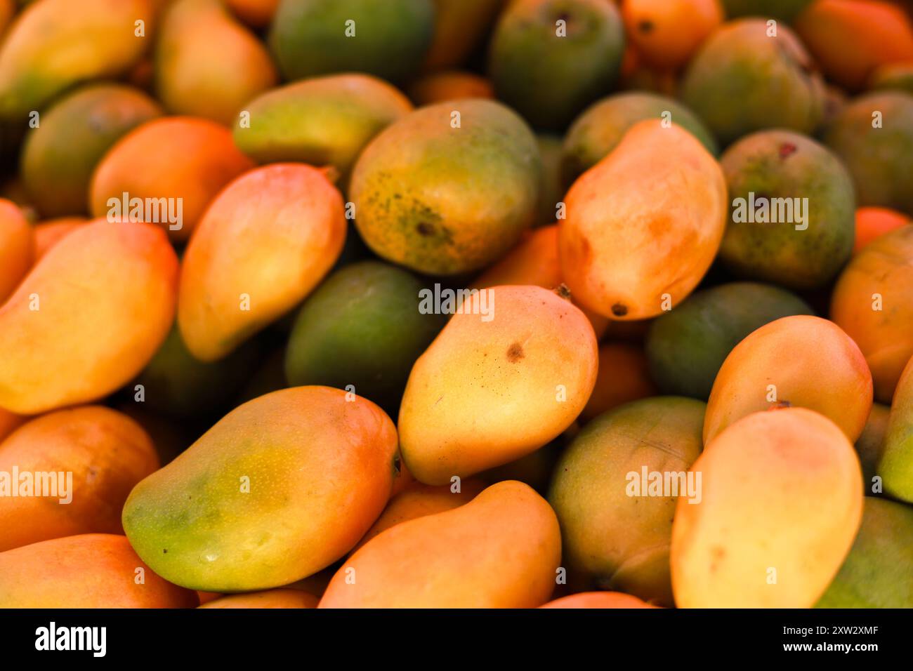 Mango tree goa india hi-res stock photography and images - Alamy