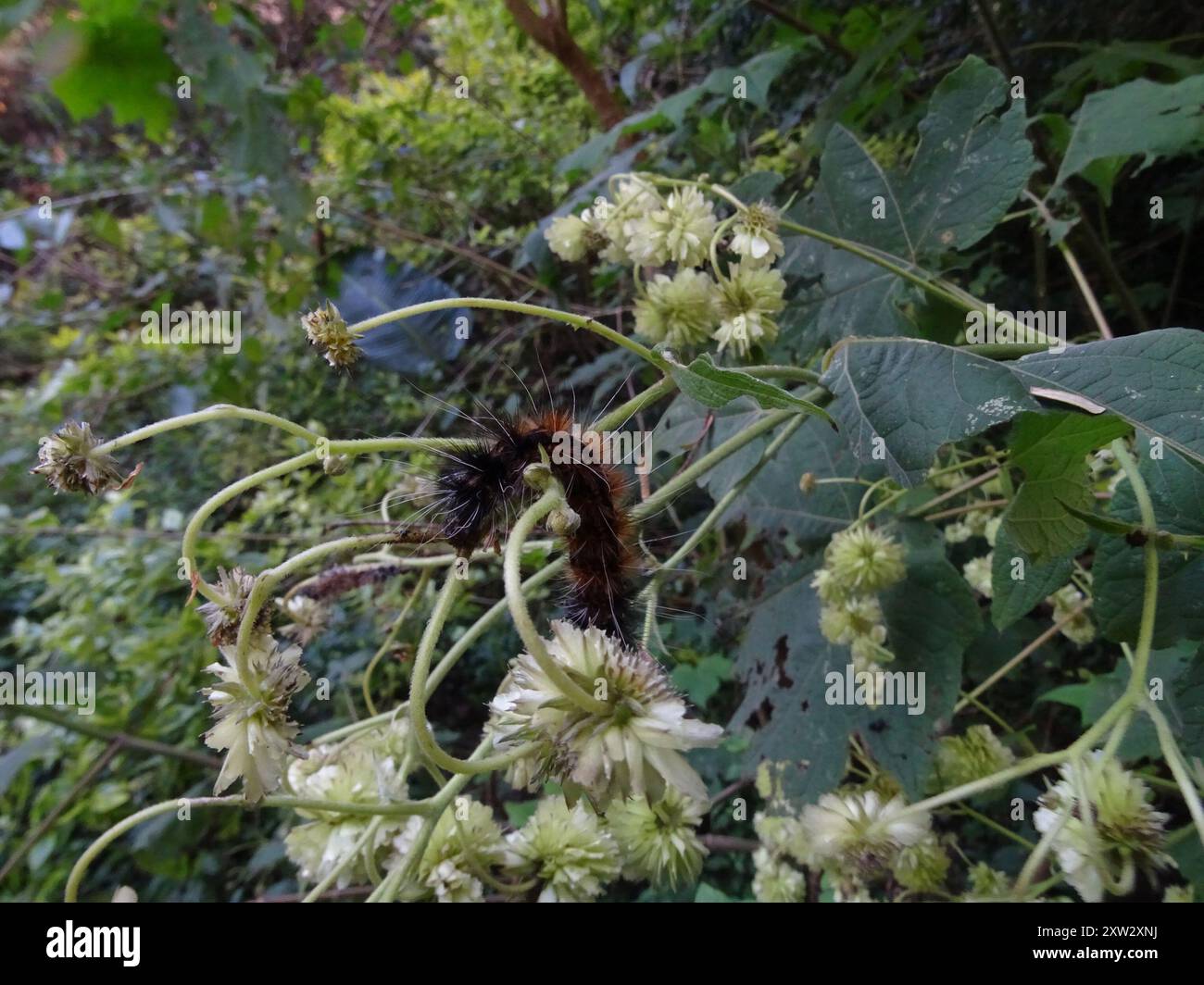 Tree Daisy (Montanoa grandiflora) Plantae Stock Photo - Alamy
