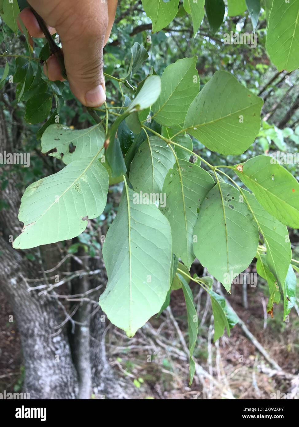 Texas ash (Fraxinus albicans) Plantae Stock Photo - Alamy