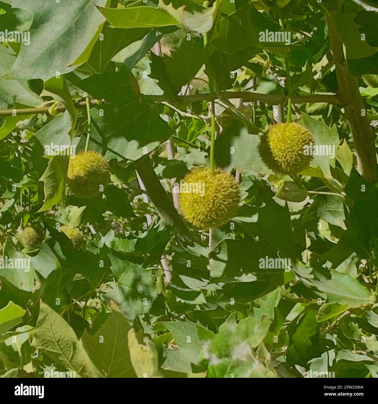 London Plane (Platanus × hispanica) Plantae Stock Photo - Alamy