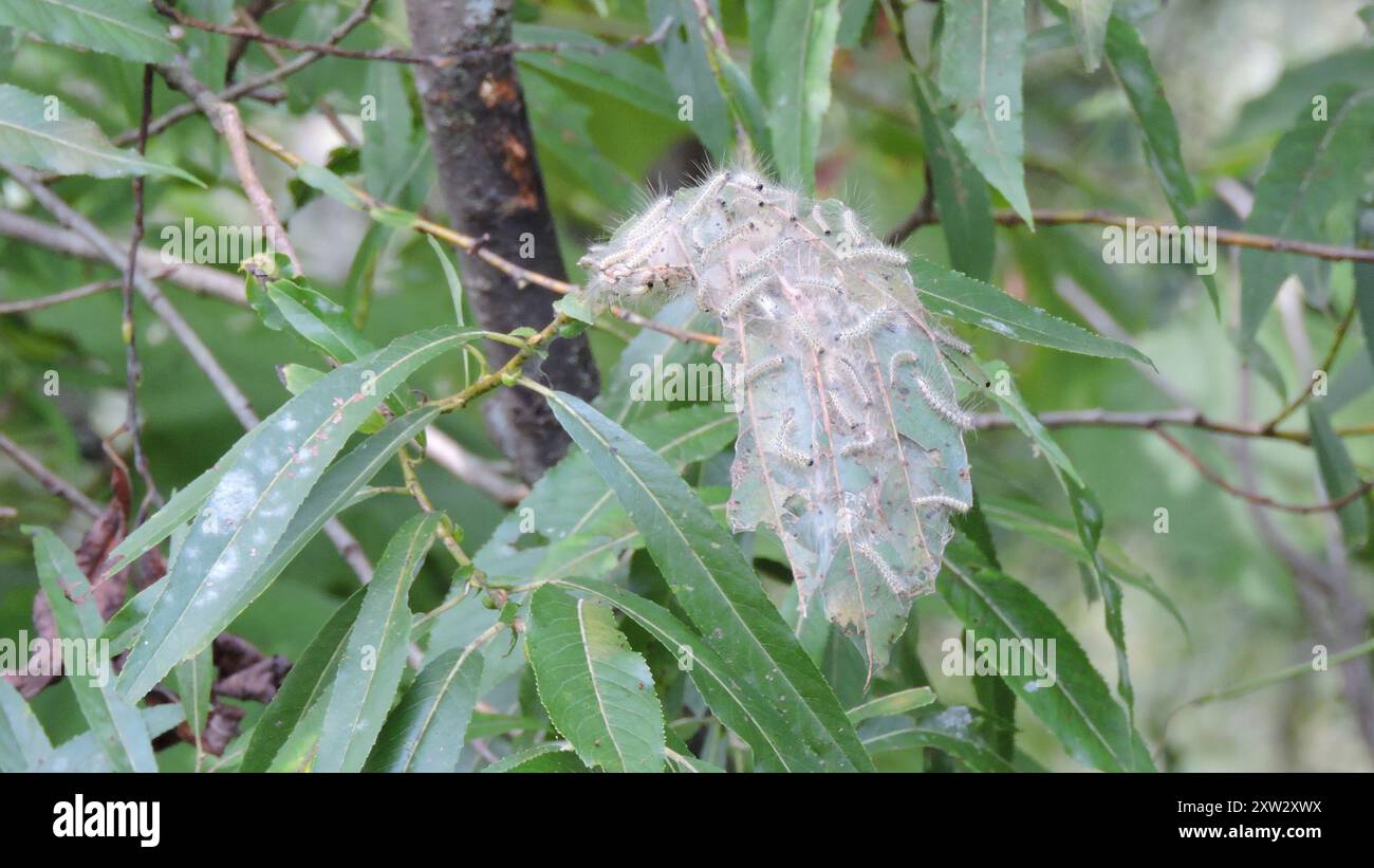 Fall Webworm Moth (Hyphantria cunea) Insecta Stock Photo - Alamy