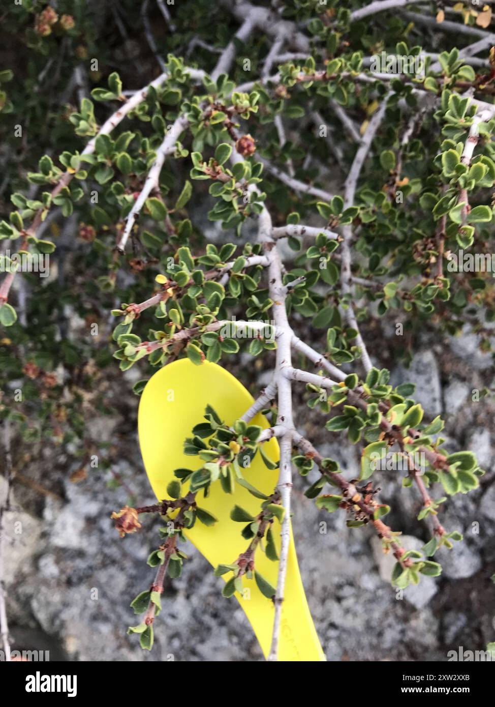 mahala mat (Ceanothus prostratus prostratus) Plantae Stock Photo - Alamy