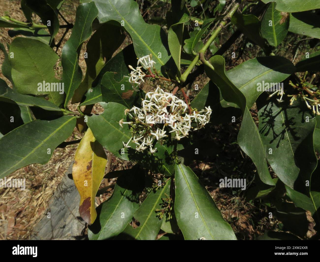 Torch Tree (Ixora pavetta) Plantae Stock Photo - Alamy