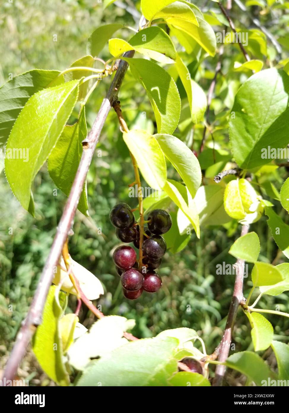 chokecherry (Prunus virginiana) Plantae Stock Photo - Alamy